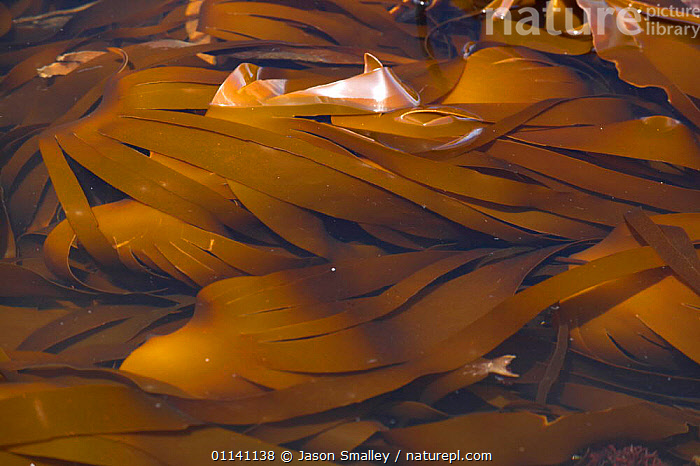 Stock photo of A tangle of Kelp {Laminariales} at Kimmeridge Bay ...