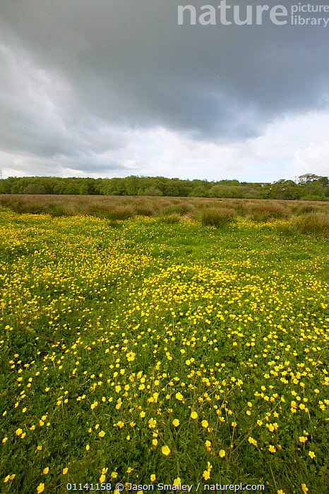 Stock photo of Buttercup meadow {Ranunculus} Heysham Moss nature ...