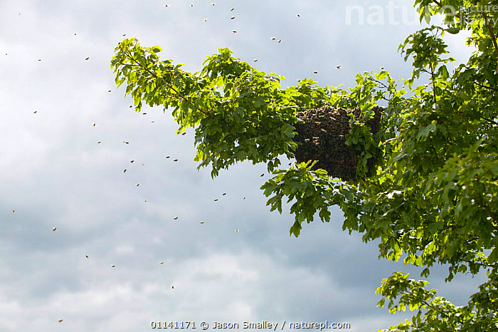 Stock photo of Swarm of Honey Bees {Apis mellifera} on oak tree, UK ...