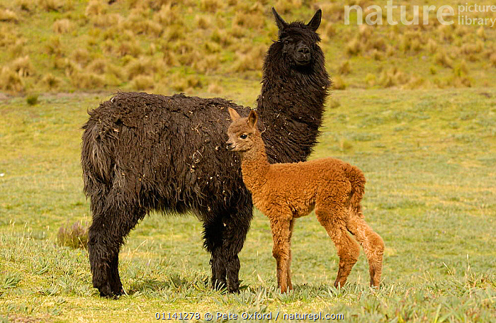 Stock photo of Alpaca Mother and Baby {Lama pacos} Andes. Ecuador ...