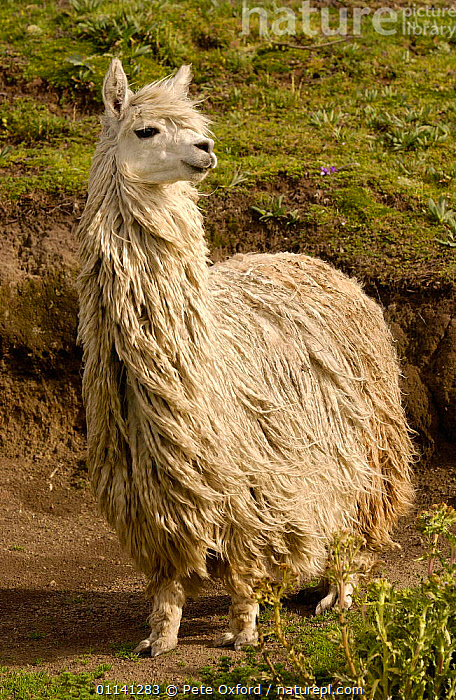 Stock photo of Alpaca Suri - a long haired breed of alpaca {Lama pacos ...