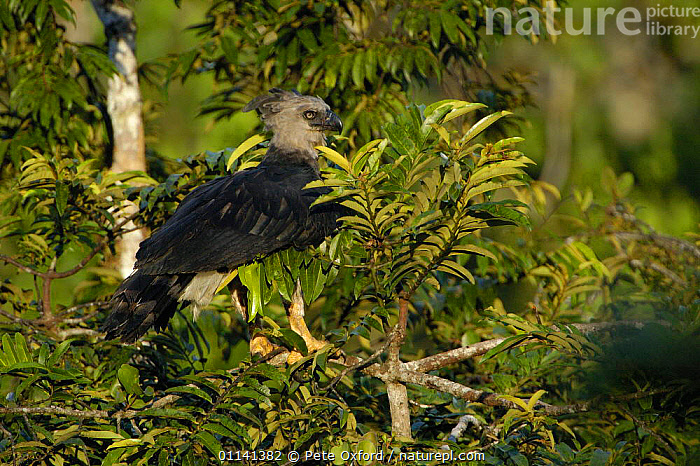 Stock photo of Harpy eagle (Harpia harpyja) in Kapok tree where she has ...