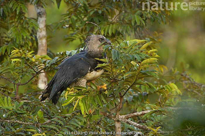 Stock photo of Harpy eagle (Harpia harpyja) female brings large twig to ...