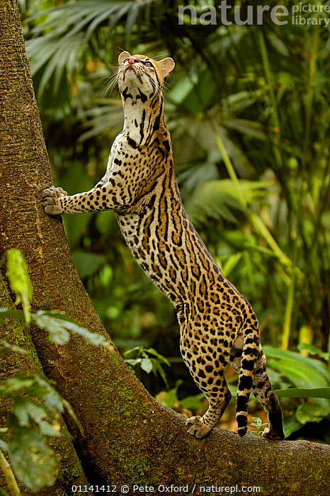 Stock photo of Ocelot (Felis / Leopardus pardalis) Amazon Rainforest ...