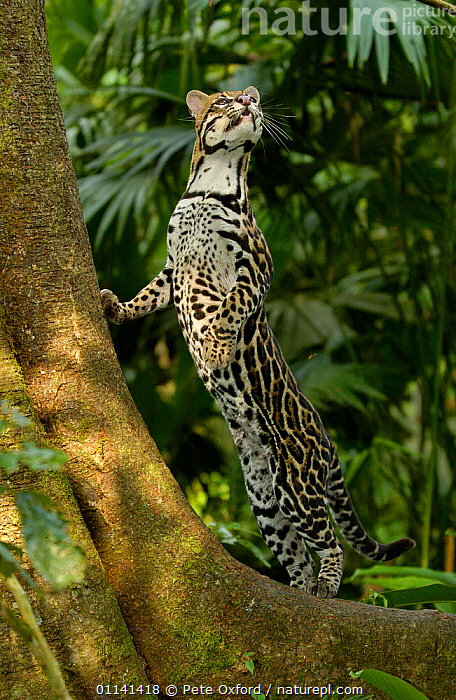 Stock photo of Ocelot (Felis / Leopardus pardalis) Amazon Rainforest ...