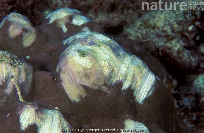 Stock photo of Stone coral {Porites sp} with parrotfish bite scratches ...
