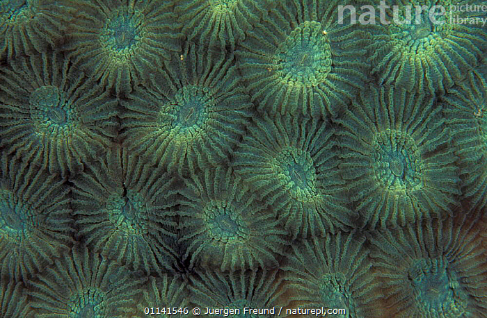 Stock photo of Fluorescent Star coral {Montastrea sp} in normal light ...