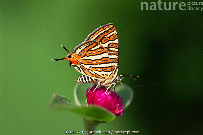 Stock photo of Common silverline butterfly {Cigaritis vulcanus} India ...