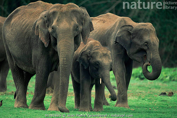 Stock photo of Indian elephant family group {Elephas maximus} Nagarhole ...