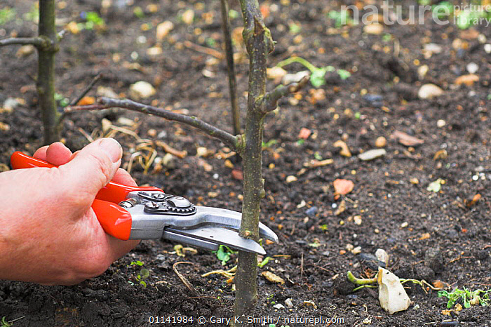 Stock photo of Apple tree grafting, Northern Norfolk, UK. Sequence 1/8 ...