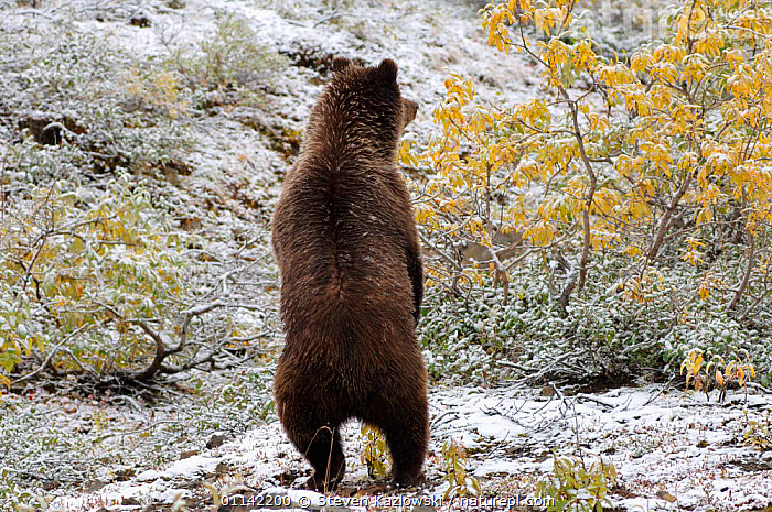 Stock photo of Rear-view of Grizzly bear {Ursus arctos horribilis ...
