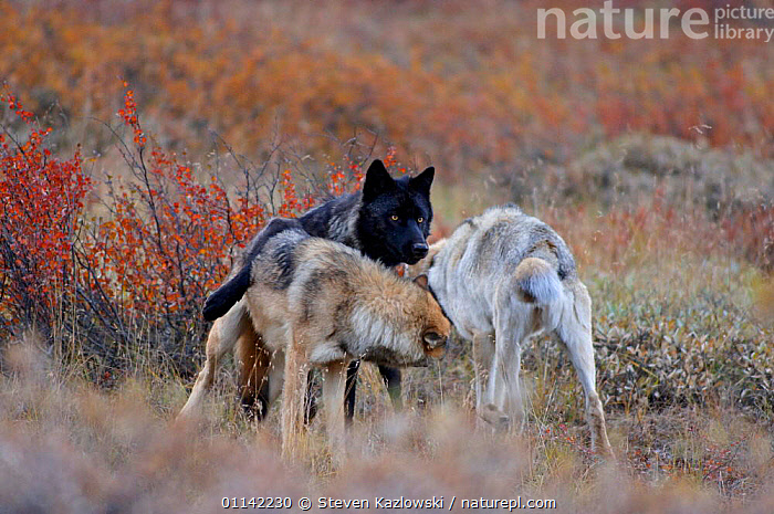 Stock photo of Group of Wild Grey wolves {Canis lupus} with pair locked ...