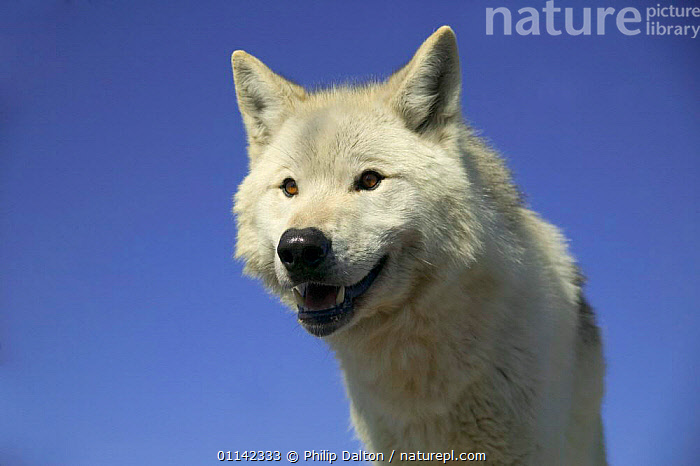 Stock photo of Arctic Grey Wolf (Canis lupes) Montana, USA. Captived ...