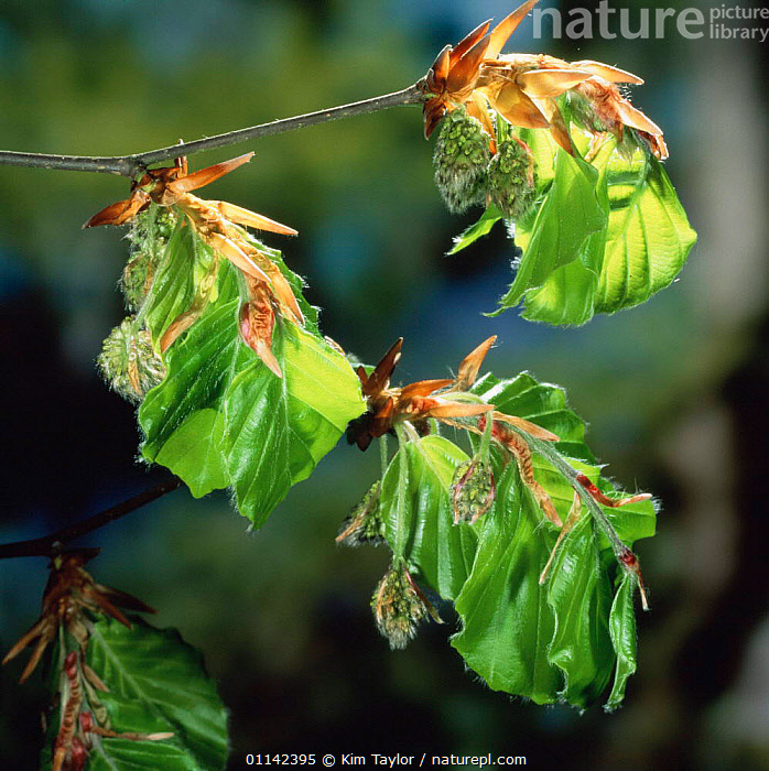 Stock photo of Beech tree (Fagus sylvatica) buds opening in Spring. UK ...