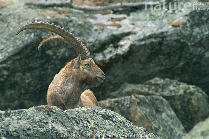 Stock photo of Male ibex {Capra ibex ibex} resting on rock, Gran ...