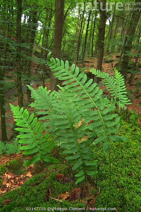 Stock photo of Common polypody fern {Polypodium vulgare} in woodland ...