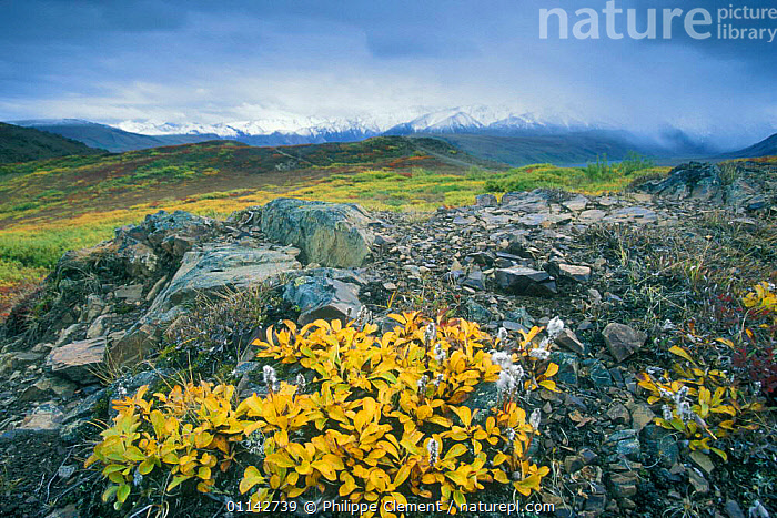 Stock photo of Trailing arctic willow tree {Salix arctophila} Denali NP ...