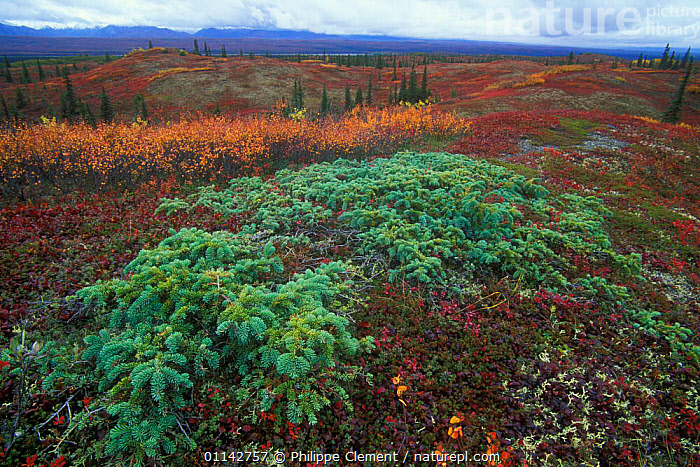 Stock photo of Common juniper {Juniperus communis} low growing on the ...