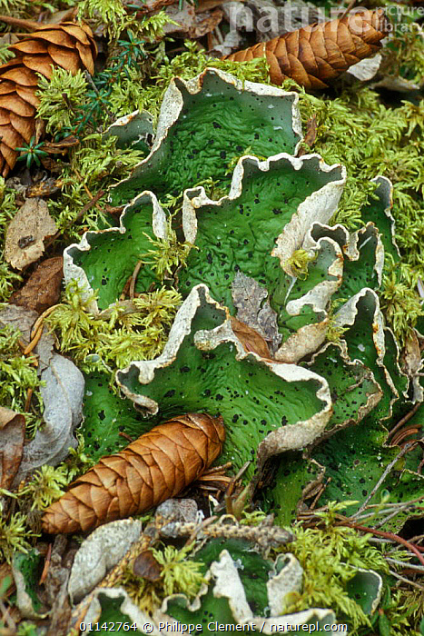 Stock photo of Freckle pelt / Studded leather lichen {Peltigera ...