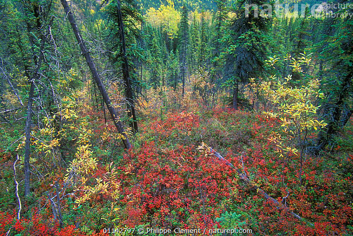 Stock photo of Taiga vegetation showing various shrubs and trees ...