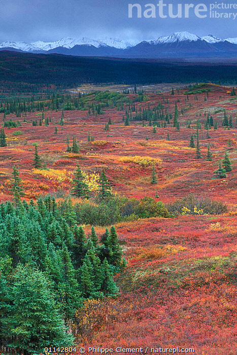 Tundra Scenery With Trees Treeline Shifts In Denali: Influences Of