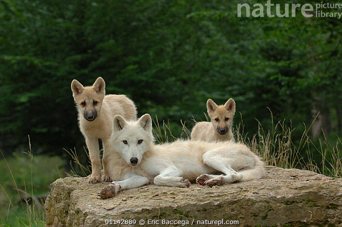 Stock photo of Arctic grey wolf with cubs {Canis lupus} Parc de Sainte ...