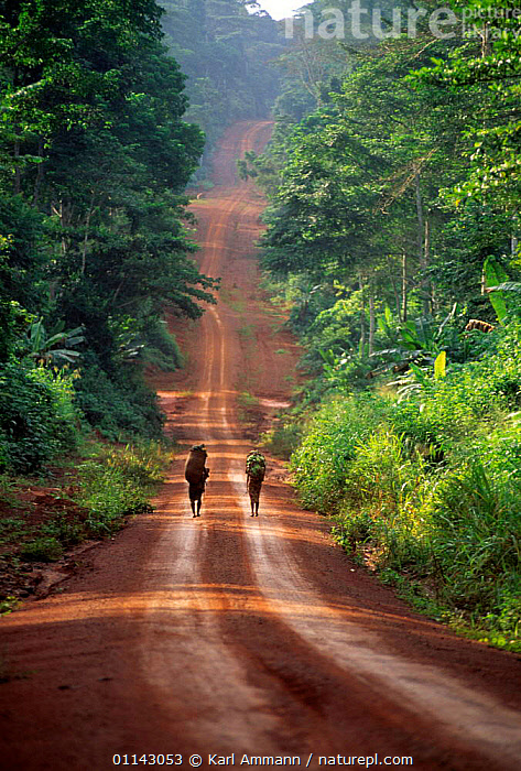 Stock photo of Ba'Aka pygmies carrying food to village along timber ...