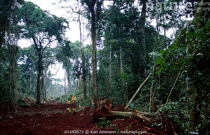Stock photo of Logging road in Central African rainforest. Roads ...