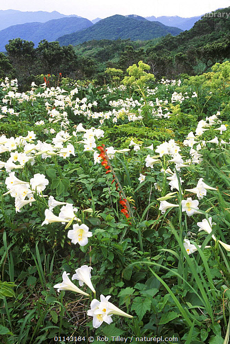 Stock photo of Teppo Yuri / Easter or Trumpet Lily {Lilium longiforum ...
