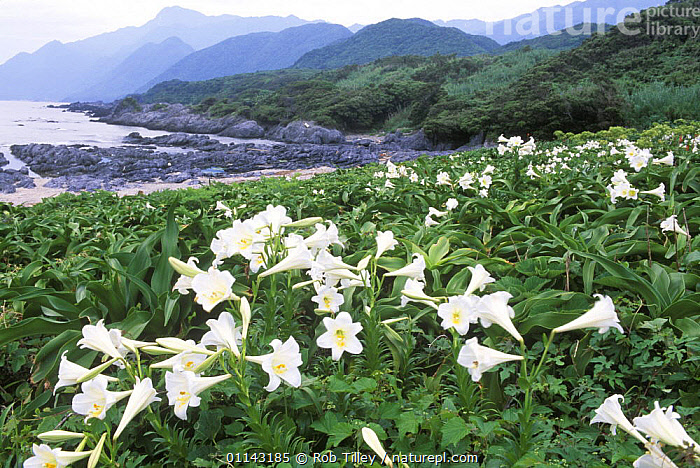 Stock photo of Teppo Yuri / Easter or Trumpet Lily {Lilium longiforum ...