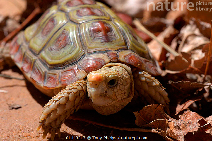 Stock photo of Parrot beaked tortoise {Homopus areolatus} South Africa ...