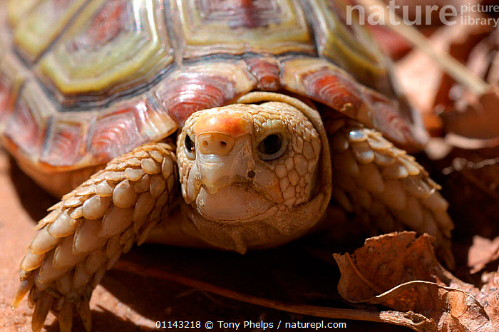 Stock photo of Parrot beaked tortoise {Homopus areolatus} South Africa ...