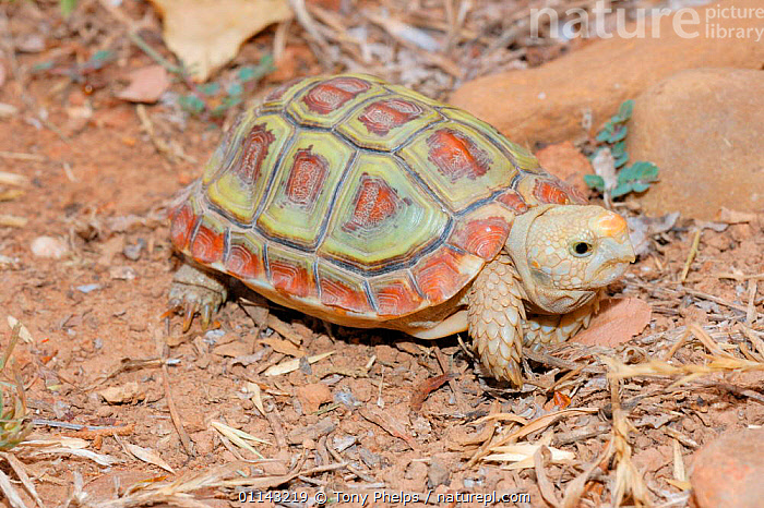 Stock photo of Parrot beaked tortoise {Homopus areolatus} South Africa ...