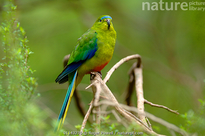 Stock photo of Orange-bellied Parrot (Neophema chrysogaster) in winter ...