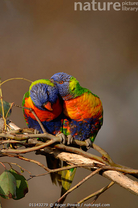 Stock photo of Rainbow Lorikeets (Trichoglossus haematodus) courtship ...