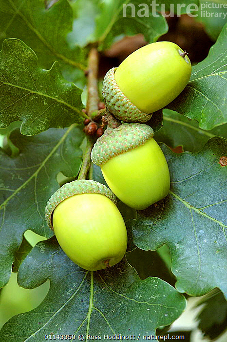 Stock photo of English oak (Quercus robur) acorns. UK. Available for ...