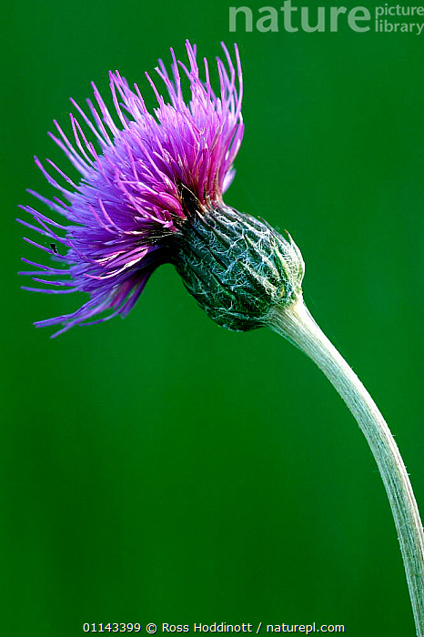 Stock photo of Meadow thistle (Cirsium dissectum) Devon, UK.. Available ...