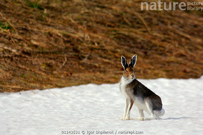 Stock photo of Mountain hare {Lepus timidus} Kronotsky Zapovednik ...