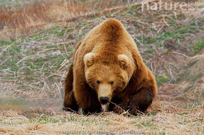 Russian Brown Bear Grizzly