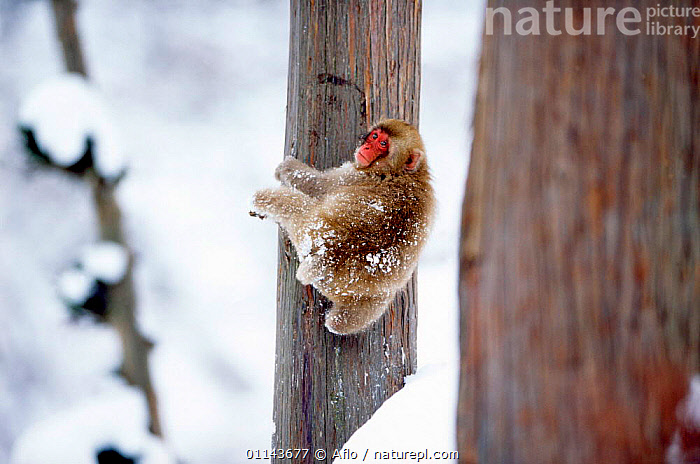 Stock photo of Japanese macaque {Macaca fuscata} climbing tree in snow ...