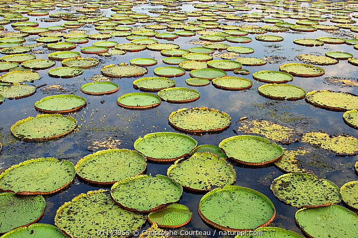 Stock photo of Lily pads of Giant / Royal water lily (Victoria ...