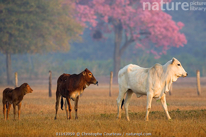 Stock photo of Zebu cattle in the Pantanal, Brazil.. Available for sale ...