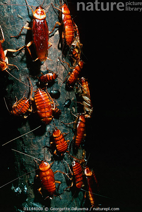 Stock photo of Cockroaches on cave wall, showing different stages of ...