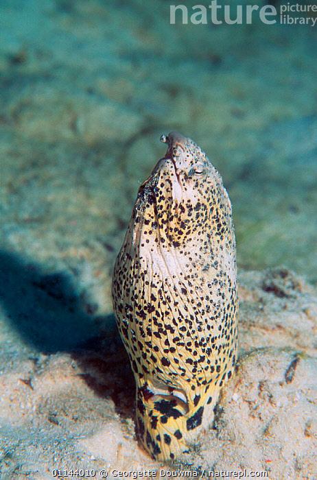 Stock photo of Marbled snake eel {Callechelys marmorata} Mabul ...