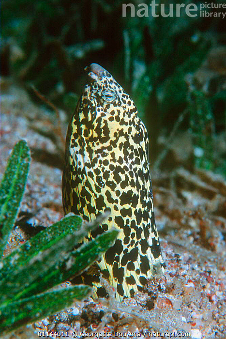 Stock photo of Marbled snake eel {Callechelys marmorata} in sea grass ...