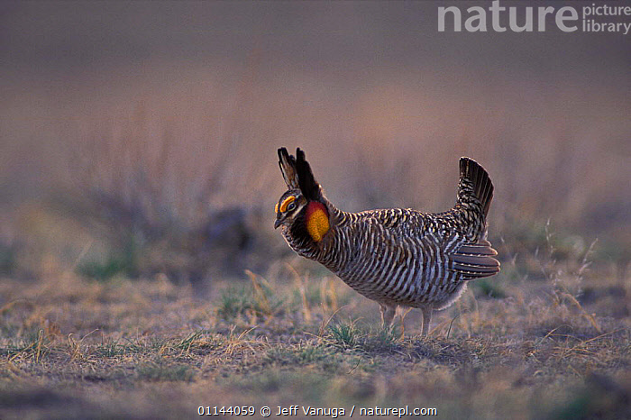 Stock photo of Greater Prairie Chicken {Tympanuchus cupido} on booming ...