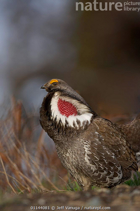 Stock photo of Dusky / Blue Grouse {Dendragapus obscurus} male mating ...
