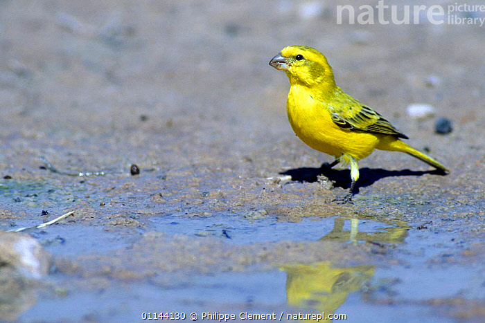 Stock photo of Yellow / Bully / Brimstone canary (Serinus flaviventris ...