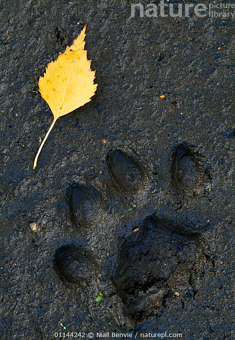 Stock photo of European lynx (Lynx lynx) footprint in mud, with birch ...