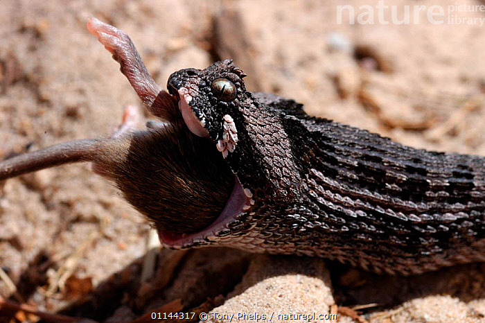 Stock photo of Southern adder snake {Bitis armata} swallowing rodent ...